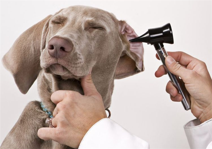 Ушные капли для собак Отибиовин: инструкция по применению с аналогами ...